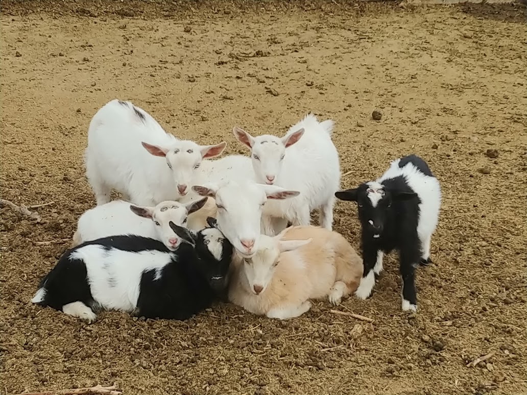 Angelica and the Magnificent Seven - Goat Journal